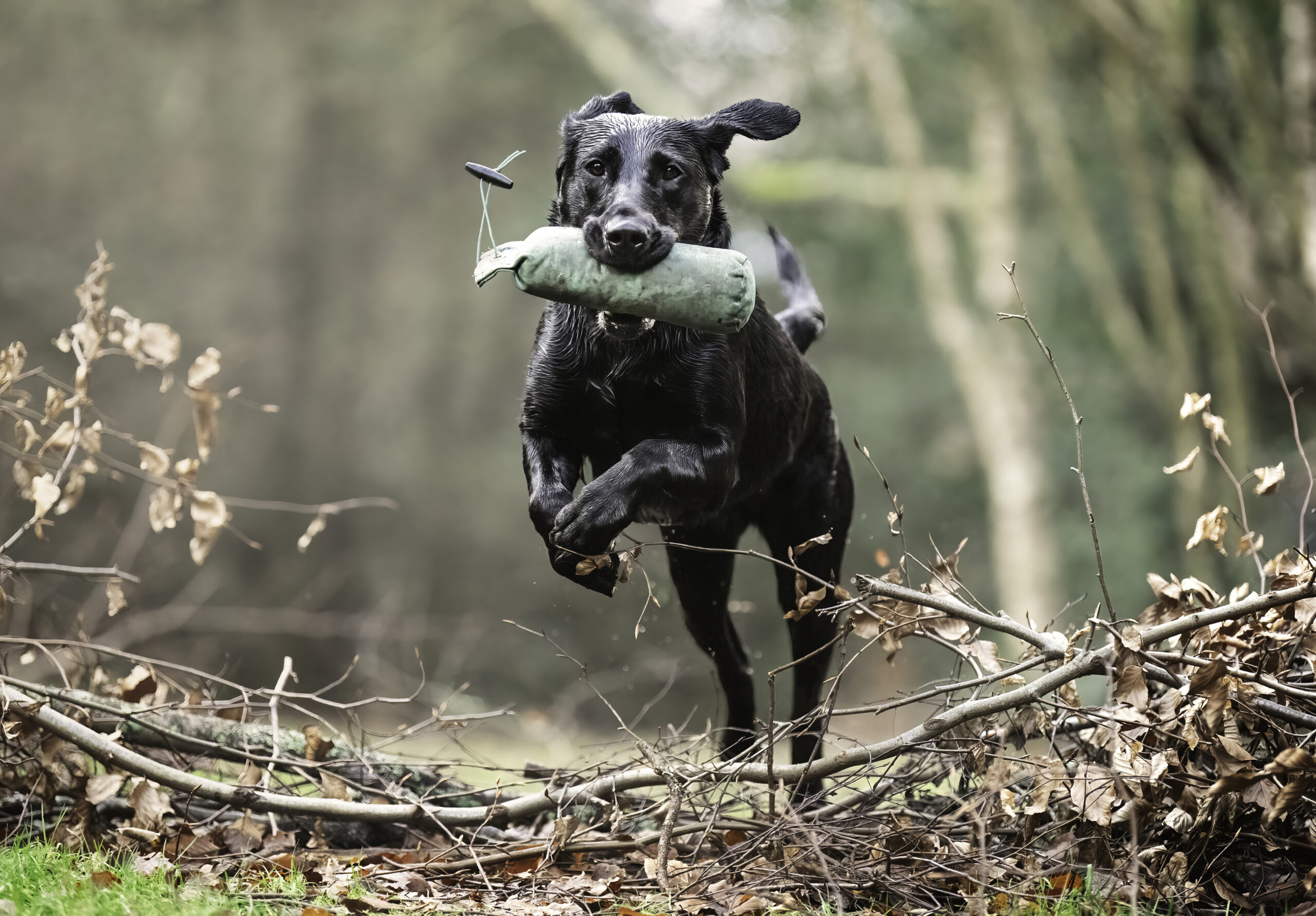 Recall Revolution: How to Transform your so-so Recall to a Rocket Recall - Tromplo