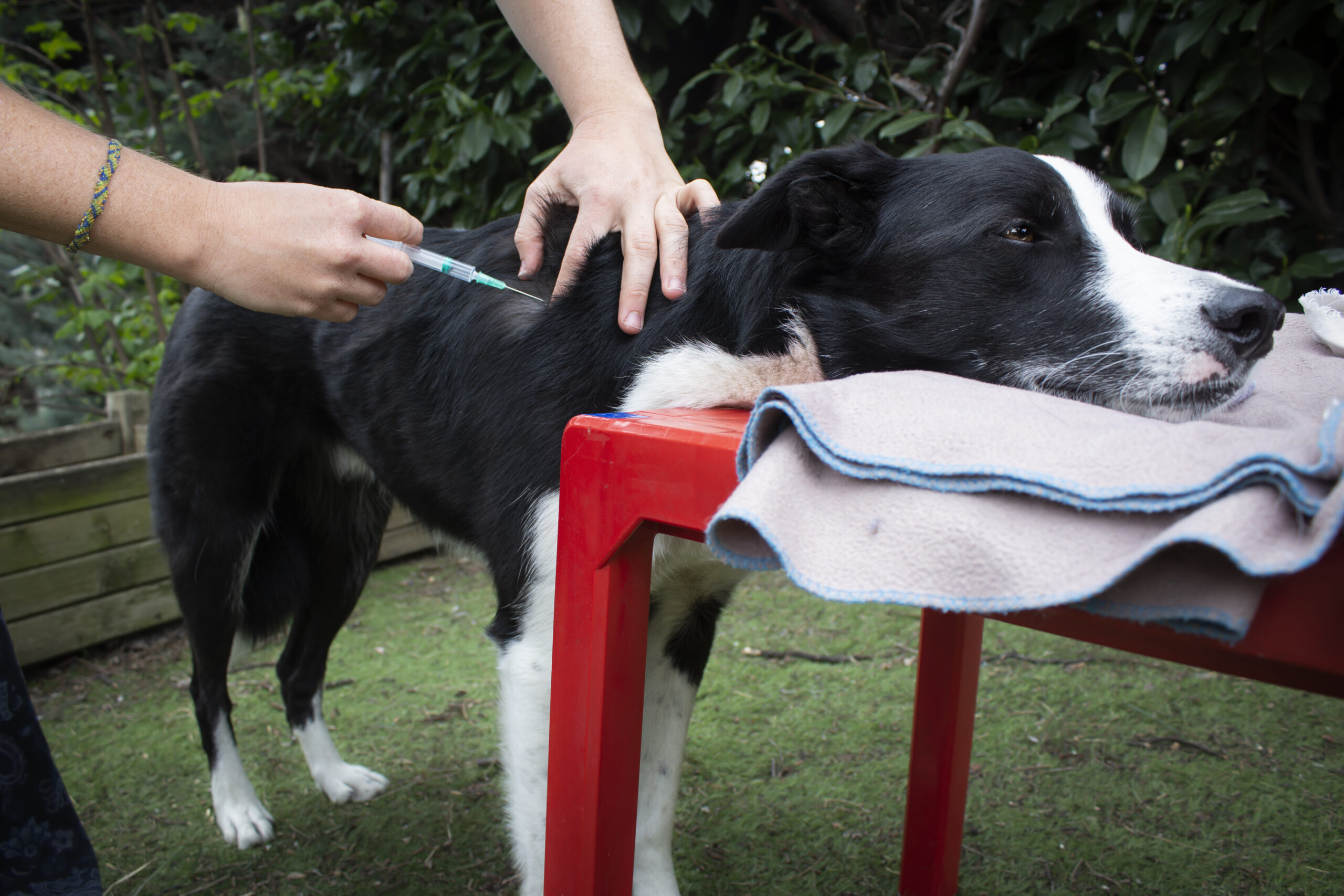 Empowered dogs : Cooperative husbandry at the vet *PART 2* - Tromplo